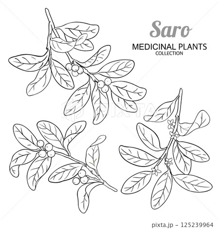 Saro Branch with Flowers Outline Illustrationのイラスト素材 [125239964] - PIXTA