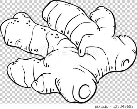 Ginger Root Outline Illustration.のイラスト素材 [125349688] - PIXTA