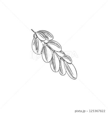 Moringa oleifera leaves ink sketch, tropical...のイラスト素材 [125367822] - PIXTA