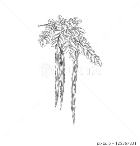 Moringa plant. Vector sketch of a branch with...のイラスト素材 [125367831] - PIXTA