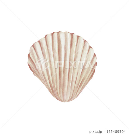 Scallop shell with ribbed surface. Pastel light...のイラスト素材 [125489594 ...