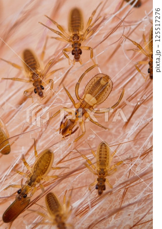 Delicate creatures move across a textured...のイラスト素材 [125517276] - PIXTA