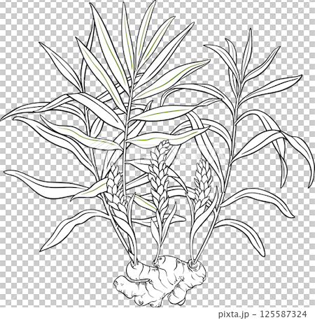 Ginger Plant with Flowers, Root and Leaves...のイラスト素材 [125587324] - PIXTA