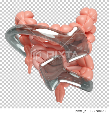 3d realistic human intestine icon with arrow...のイラスト素材 [125788645] - PIXTA