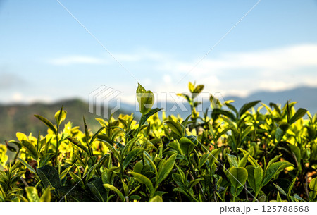 tea tree sprouts collected for saleの写真素材 [125788668] - PIXTA