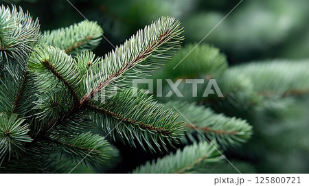 Fluffy evergreen tree branches provide a...のイラスト素材 [125800721] - PIXTA