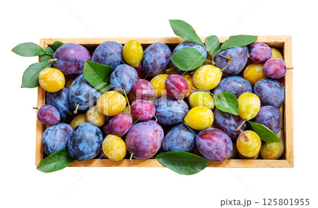 fresh colorful plums in wooden box isolated on...の写真素材 [125801955] - PIXTA