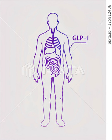 Human body illustration showing GLP-1 hormone...のイラスト素材 [125912436] - PIXTA