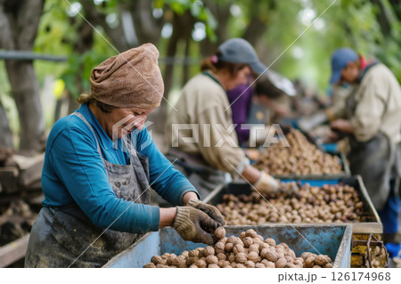Woman farmer wearing gloves sorting walnuts...のイラスト素材 [126174968] - PIXTA