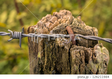 thorn wire in a post of a fenceの写真素材 [126211984] - PIXTA