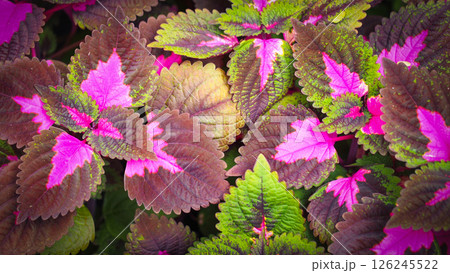 A lush tapestry of coleus leaves in jewel-tone...の写真素材 [126245522] - PIXTA