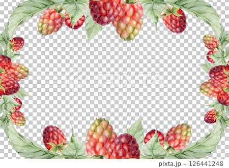 Raspberry leaves, ripe garden berries. Dewberry...のイラスト素材 [126441248 ...
