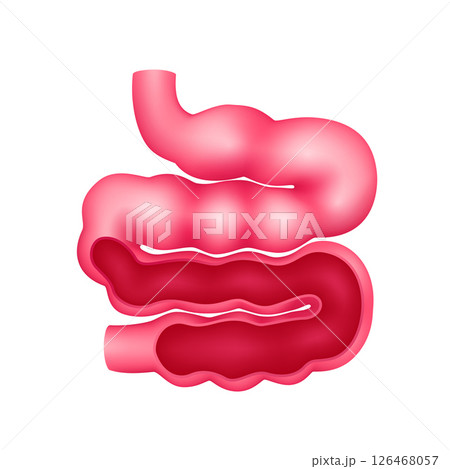 Cross section of human small intestine internal...のイラスト素材 [126468057 ...