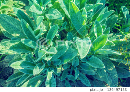 Stachys byzantina or Stachys lanata leaves...の写真素材 [126497188] - PIXTA