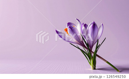 graceful stem of crocus in a minimalist style,...のイラスト素材 [126549250 ...