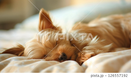 Sleepy dog dozing on soft bedding.のイラスト素材 [126557192] - PIXTA