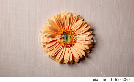 creative flat lay of gerbera daisy on a soft...のイラスト素材 [126585068] - PIXTA