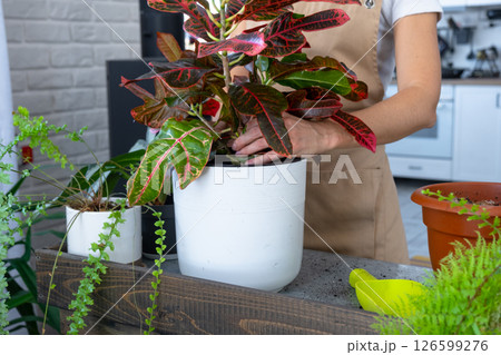 Repotting and caring home plant codium croton...の写真素材 [126599276] - PIXTA