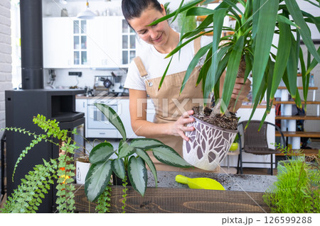 Repotting and caring home plant Yucca into new...の写真素材 [126599288] - PIXTA
