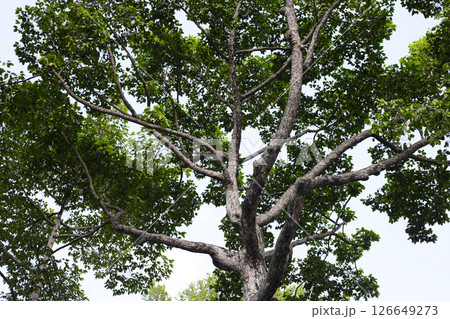 Looking up from down tree, Dipterocarpus tree,...の写真素材 [126649273] - PIXTA