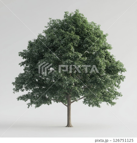 Dense Oak Tree with Broad Thick Crown Isolated...のイラスト素材 [126751125 ...