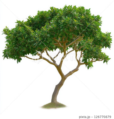 Well-Pruned Tree with Bright Glossy Leaves in...のイラスト素材 [126770879] - PIXTA