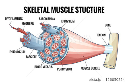 Skeletal muscle anatomy outline diagram....のイラスト素材 [126850224] - PIXTA