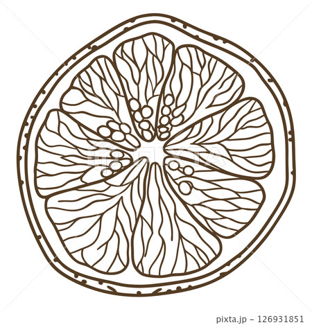 Grapefruit cross section illustration, detailed...のイラスト素材 [126931851 ...