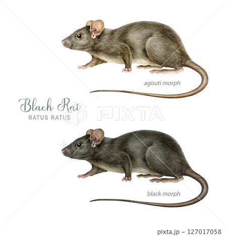 Black rat two different fur color morph...のイラスト素材 [127017058] - PIXTA