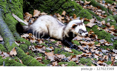 European polecat quietly prowling mossy forest...のイラスト素材 [127023569 ...