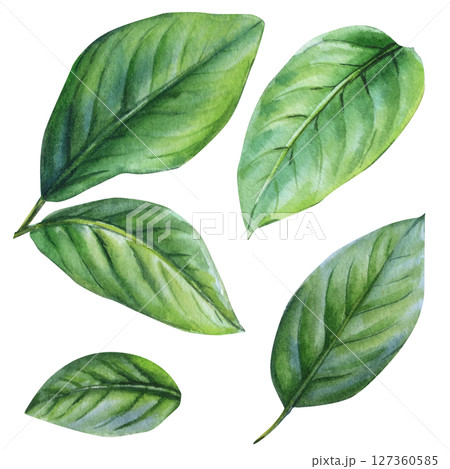 Watercolor Green Leaves Clipart Set Botanical...のイラスト素材 [127360585] - PIXTA