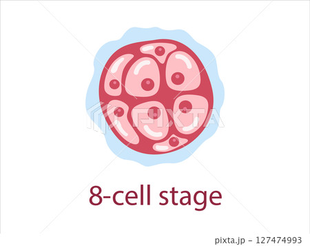 Zygote 8-cell stage. The stage of segmentation...のイラスト素材 [127474993 ...