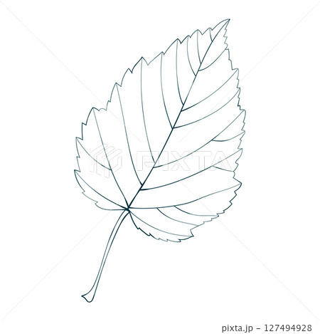 Hand-drawn maple leaf contour のイラスト素材 [127494928] - PIXTA
