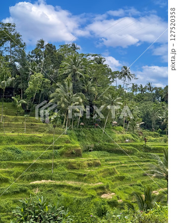 Abian Desa Rice Terrace, Bali, Indonesiaの写真素材 [127520358] - PIXTA
