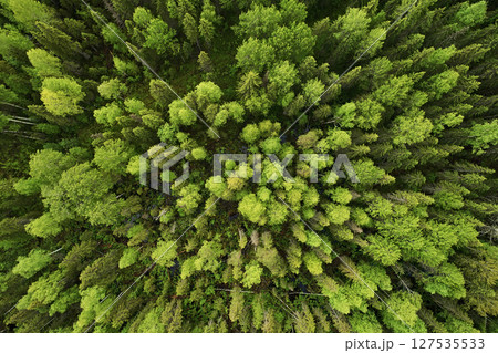 Top view of spring birch green forestの写真素材 [127535533] - PIXTA