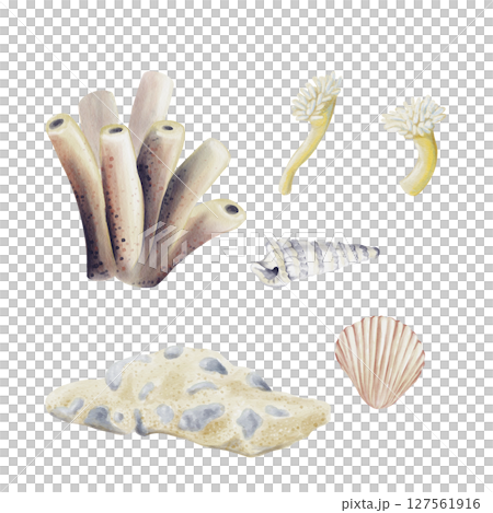 Set of elements from the seabed. Sea sponge,...のイラスト素材 [127561916] - PIXTA