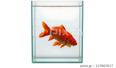 Orange fish with flowing fins swims gracefully...のイラスト素材 [127667617 ...
