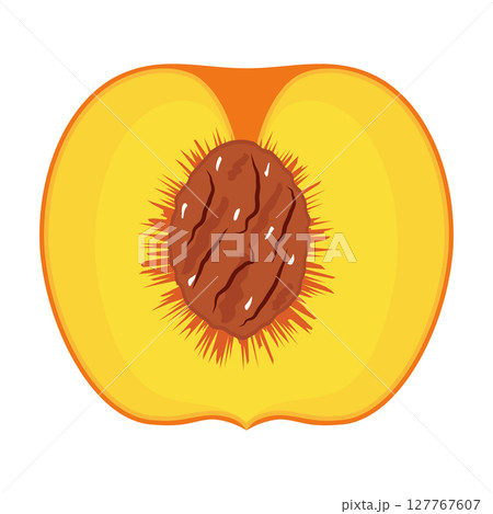 Peach Cross Section with Pit Illustration....のイラスト素材 [127767607] - PIXTA