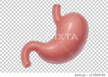 Medical illustration of the human stomach from... - Stock Illustration ...