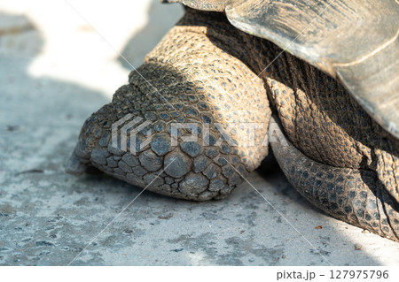 Macro view of the foot of a giant tortoise,...の写真素材 [127975796] - PIXTA