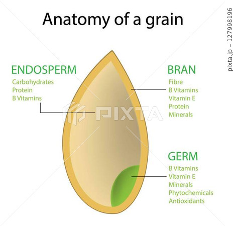 illustration of biology, Rice plant and rice...のイラスト素材 [127998196] - PIXTA