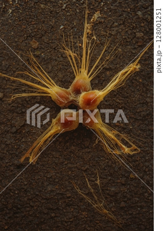 Macro shot of dry plant seeds with long fibrous...のイラスト素材 [128001251 ...