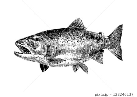 Realistic salmon fish illustration in...のイラスト素材 [128246137] - PIXTA