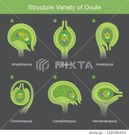 Structure Variety of Ovule. The diverse...のイラスト素材 [128506424] - PIXTA