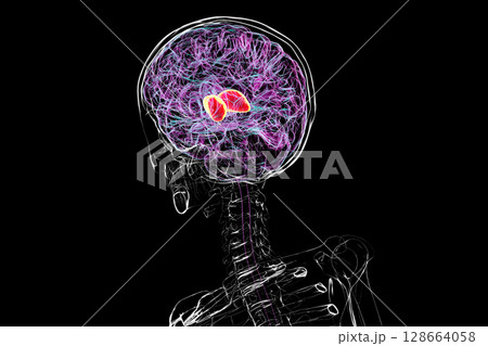 Thalamus of human brain, 3D illustration...のイラスト素材 [128664058] - PIXTA