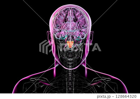 Medulla oblongata highlighted in human brain,...のイラスト素材 [128664320] - PIXTA