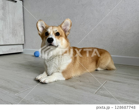 A serious corgi is relaxing on a gray sofa at...の写真素材 [128687748] - PIXTA