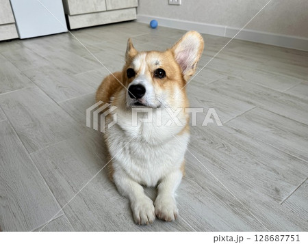 A serious corgi is relaxing on a gray sofa at...の写真素材 [128687751] - PIXTA