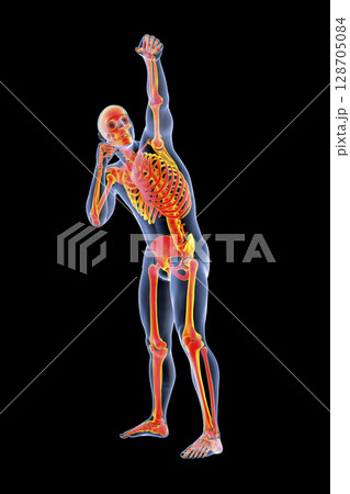 Anatomy of boxing sport, 3D illustrationのイラスト素材 [128705084] - PIXTA