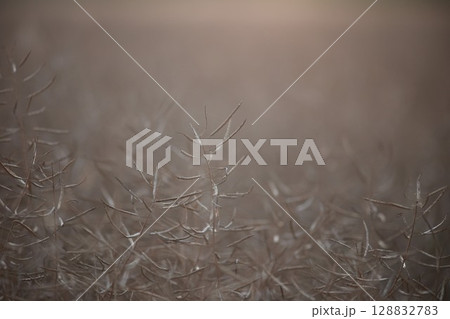 Field of dried up grass with a few leaves still...の写真素材 [128832783] - PIXTA